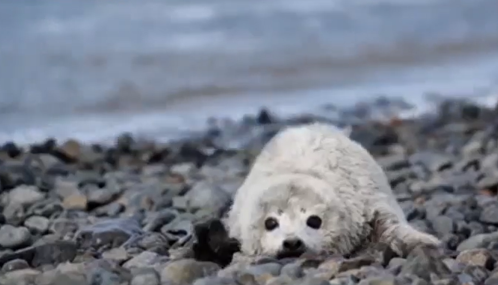 Первые в этом году милашные ларги появились на островах в Приморье ...